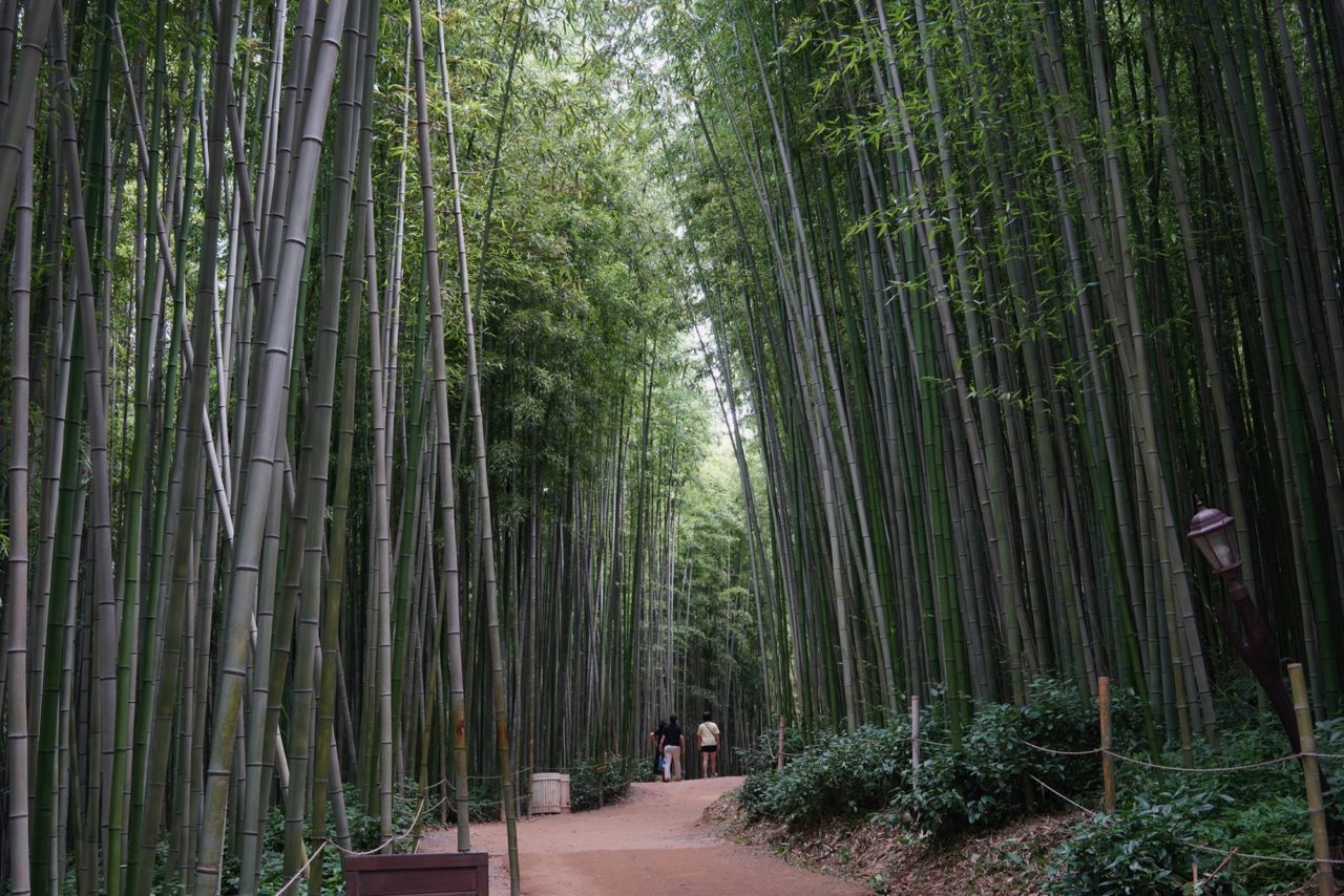 Damyang Juknokwon (Bamboo Forest), Metasequoia-lined Road, and Meta ...