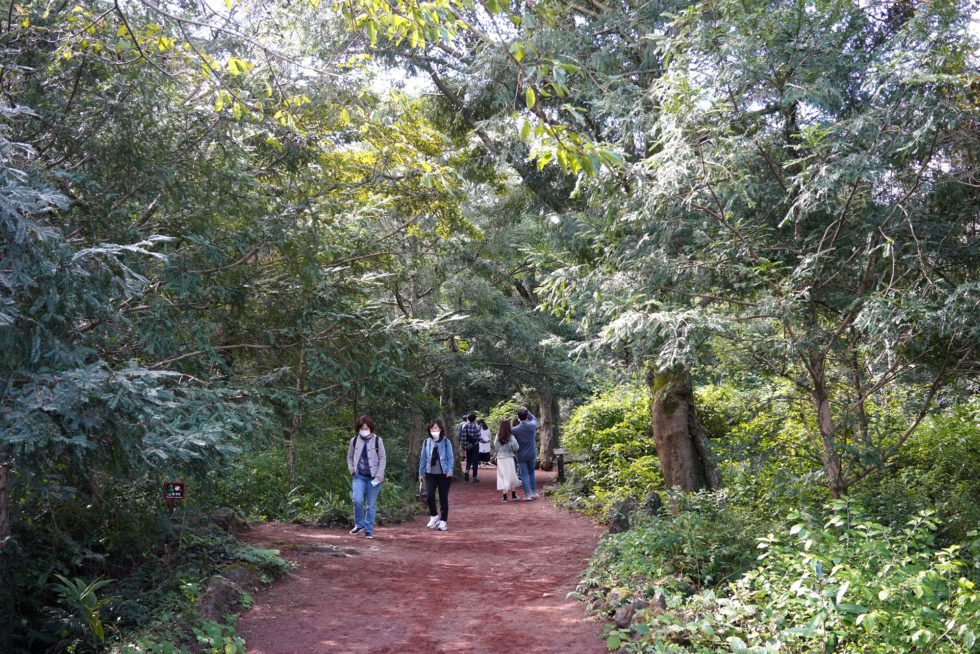 Jeju-do Bijarim Forest, South Korea - See Any Places