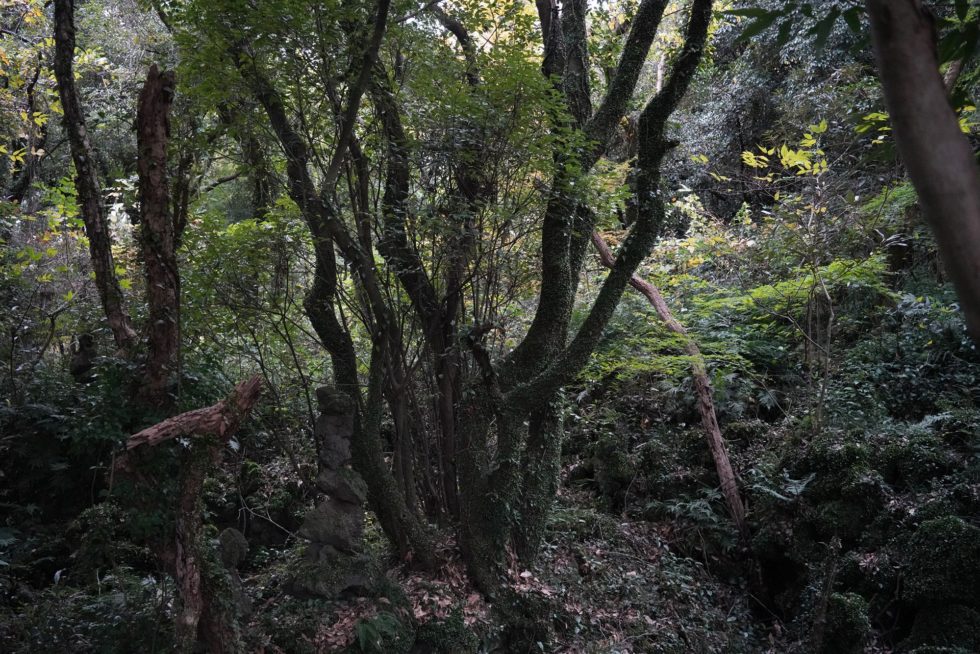 Jeju-do Hwansang Gotjawal Forest, South Korea - See Any Places